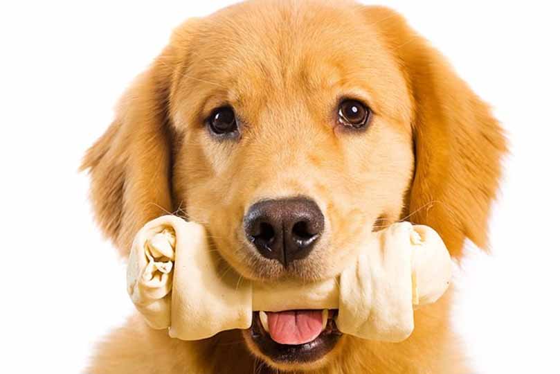 هل اكل العظام مضر للكلاب - دليل العيادات البيطرية | دكتور بيطري بين يديك