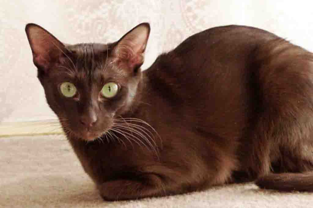 قط هافانا البني .. صديق البشر الذكي جدا - دليل العيادات البيطرية ...