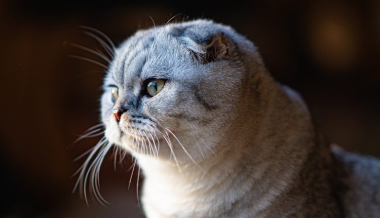 عملية استئصال صيوان الاذن عند القطة "Pinnectomy" - دليل العيادات ...