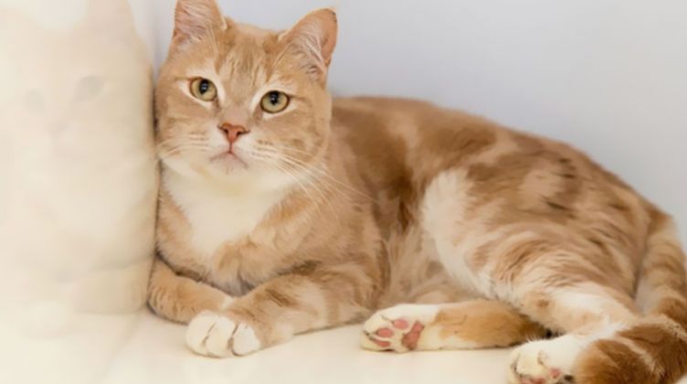 عملية تصحيح اوضاع الامعاء عند القطط "Enteroplication" - دليل العيادات ...